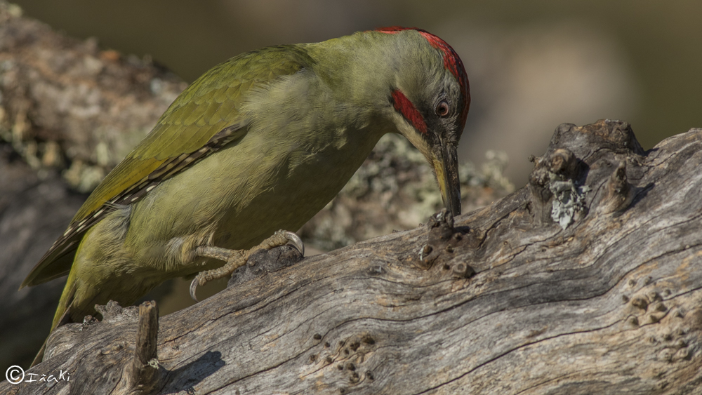 Nosoloaves - Aves del mundo (Birds of the world): Sin lugar a dudas ...