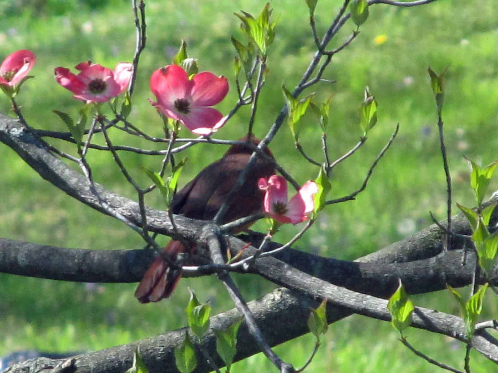 Summit Musings: Wild Bird Wednesday - Robins, Cardinals and Dogwoods