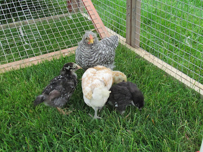 The Adams' Family Farm