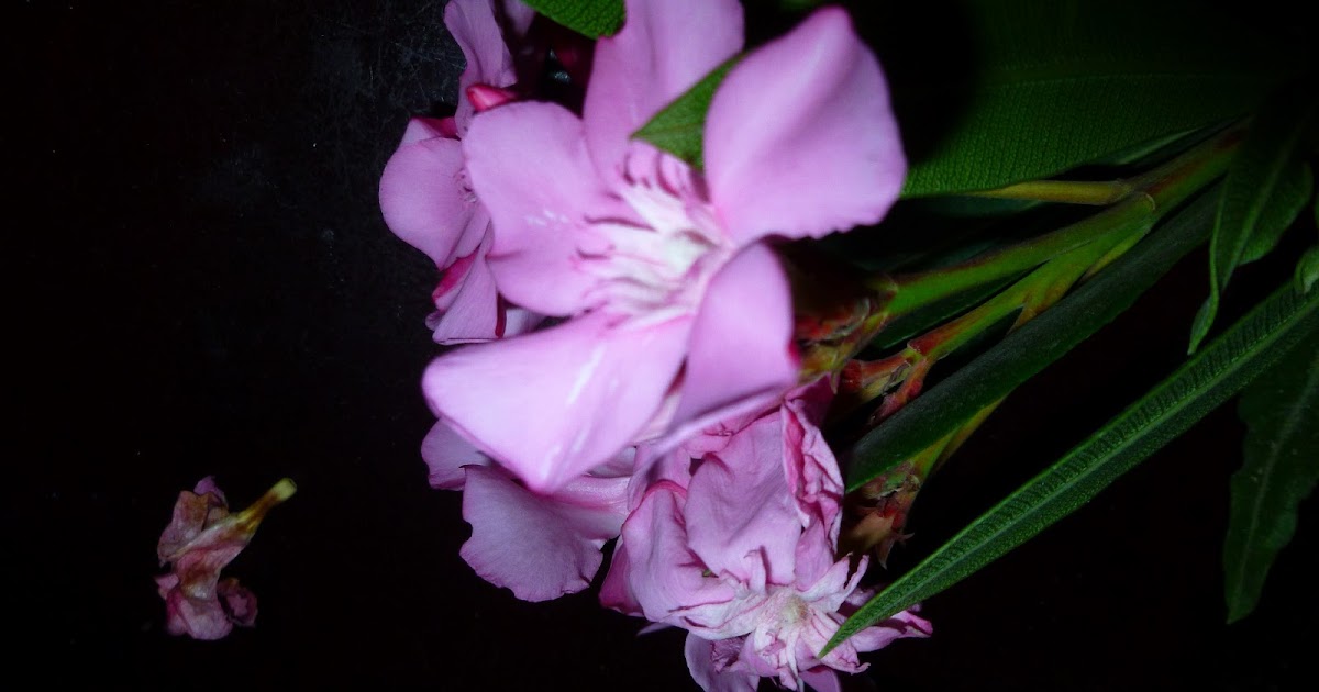 CUT and DRY : Mountain-laurel, Bay-laurel or Daphne of Apollo