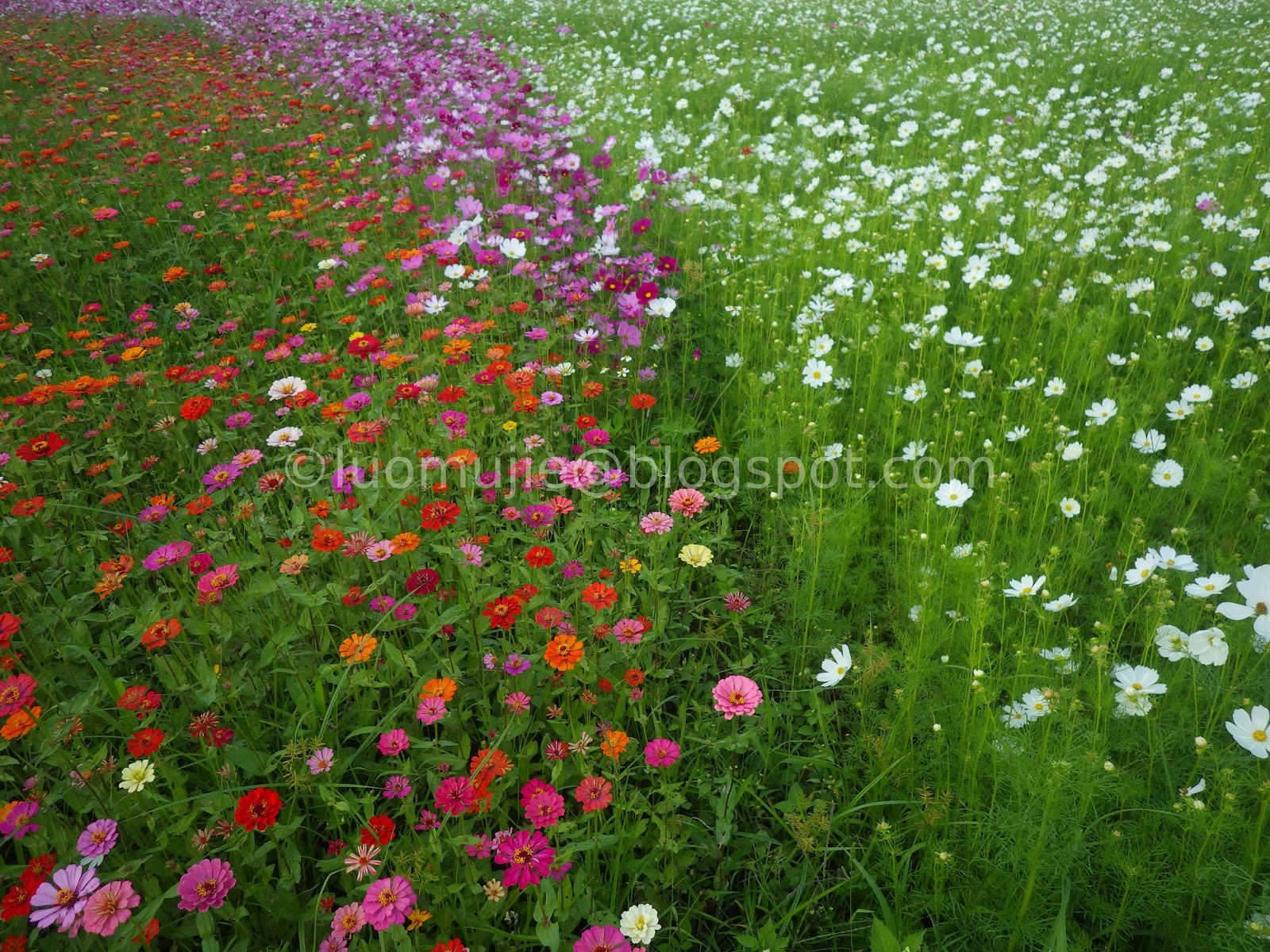 Xinshe Sea of Flowers and the other flower festivals in Taiwan - How to ...