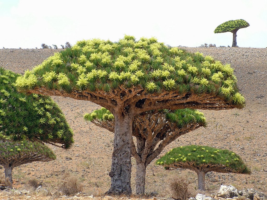 El espiritu de las plantas: Socotra, la isla encantada