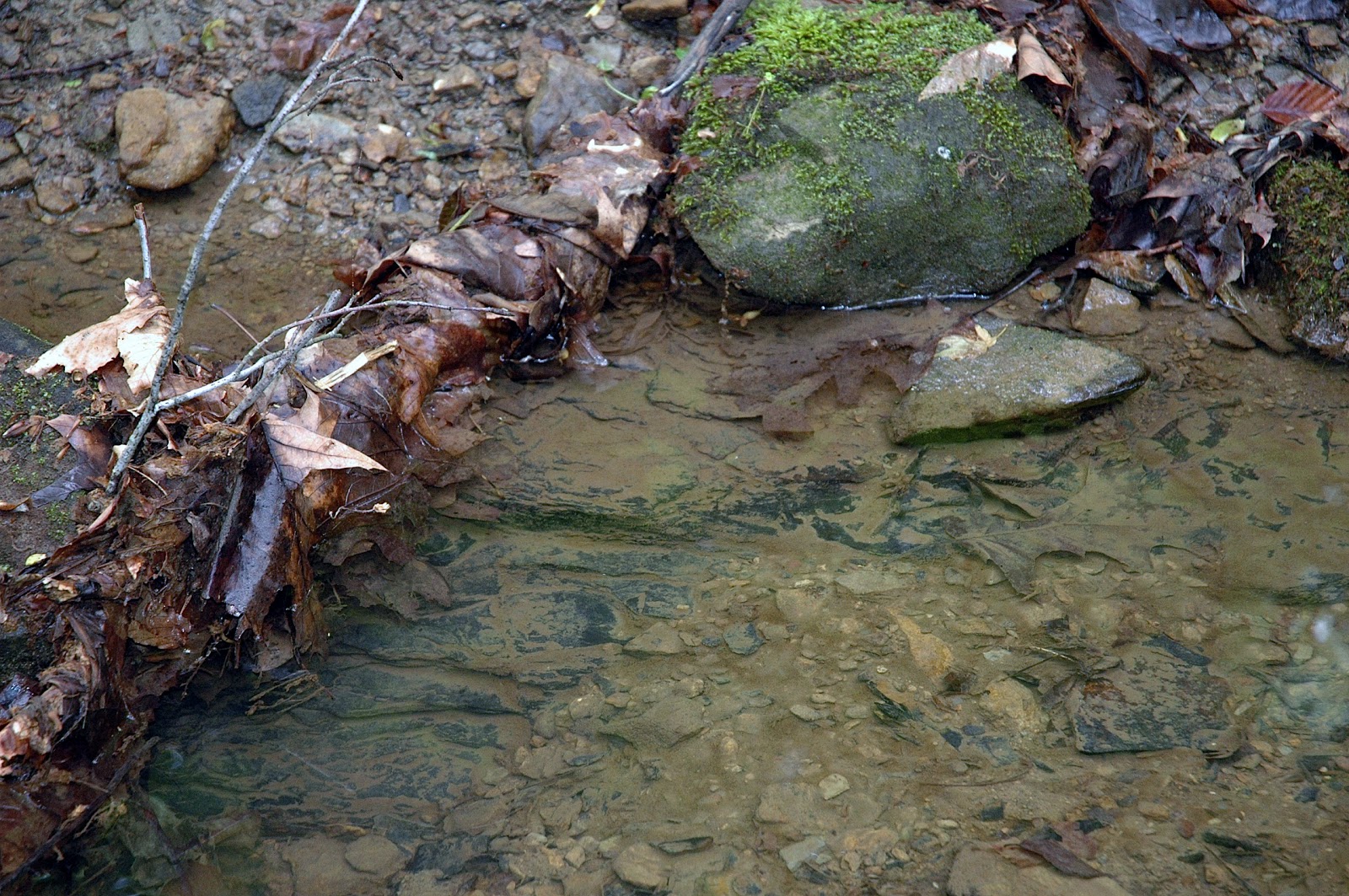 Field Biology in Southeastern Ohio: Log Cabin Hollow and Forest Ecology