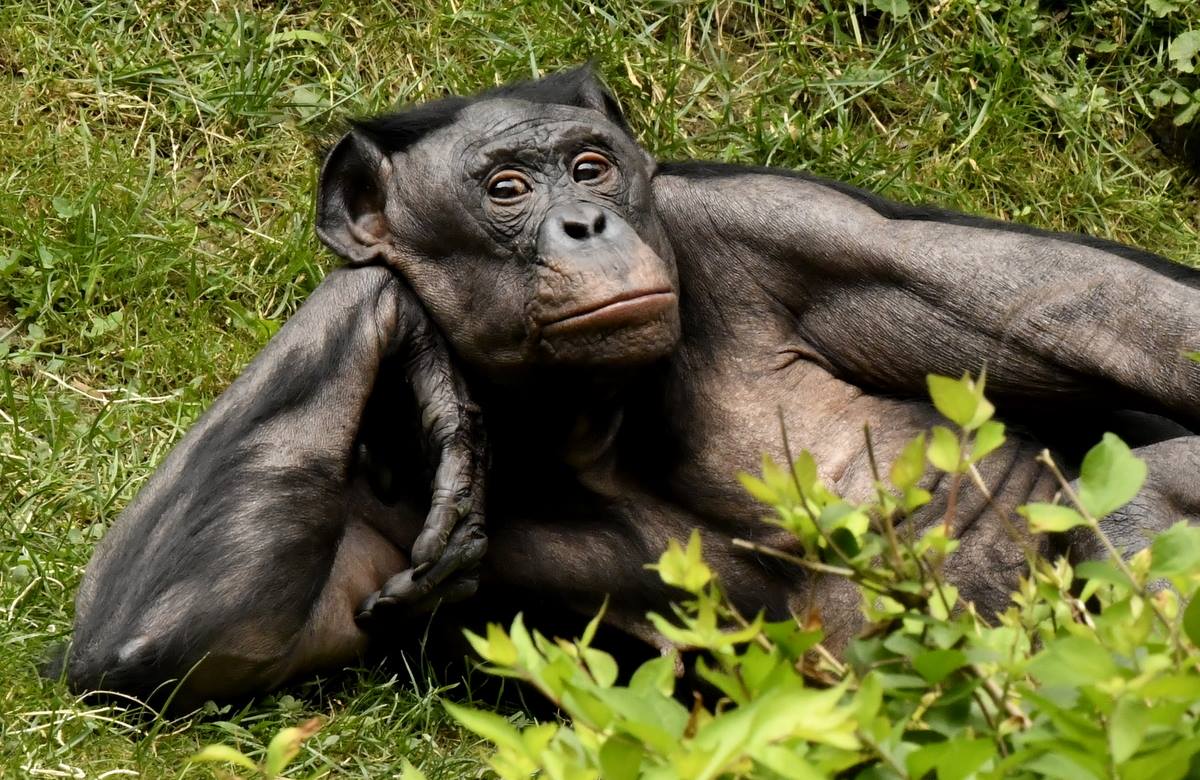 GRANDES SIMIOS PATRIMONIOS VIVOS DE LA HUMANIDAD: PROYECTO GRAN SIMIO ...
