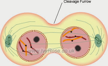 Ciencias de Joseleg: Telofase de la mitosis