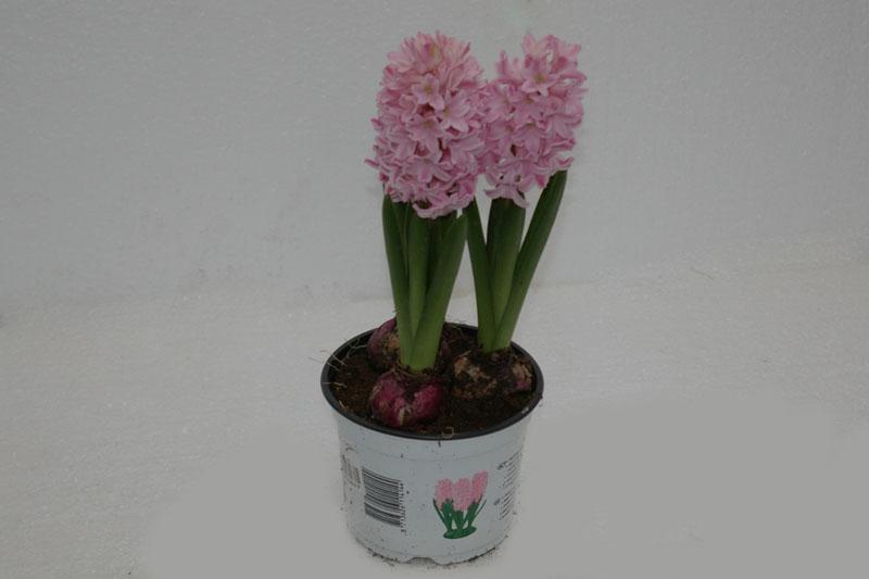 Hyacinthus (Zambila ) ~ Blogul Plantatia.ro
