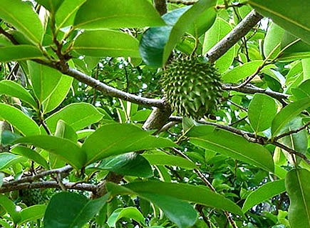 Propiedades de la Graviola : GRAVIOLA o GUANABANA, sus principios ...