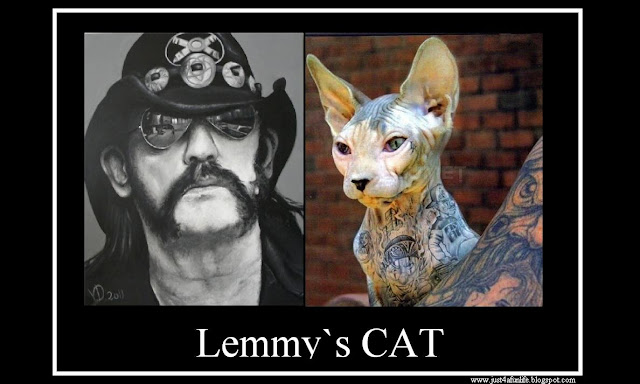 Selected Beauties: The Cat of Lemmy Kilmister from Motorhead