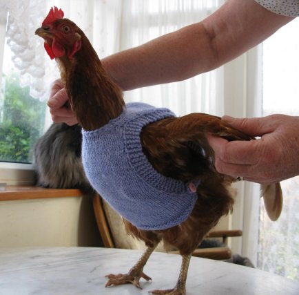 How to Make a Chicken Sweater - Handy DIY