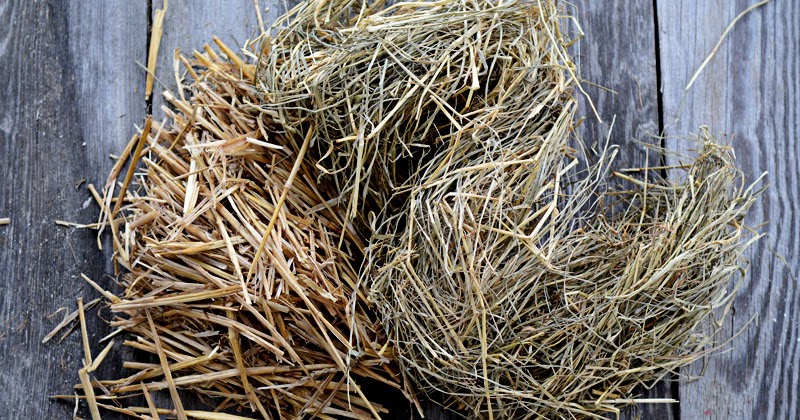 This Farm Family's Life: Hay or Straw...What's the Difference?