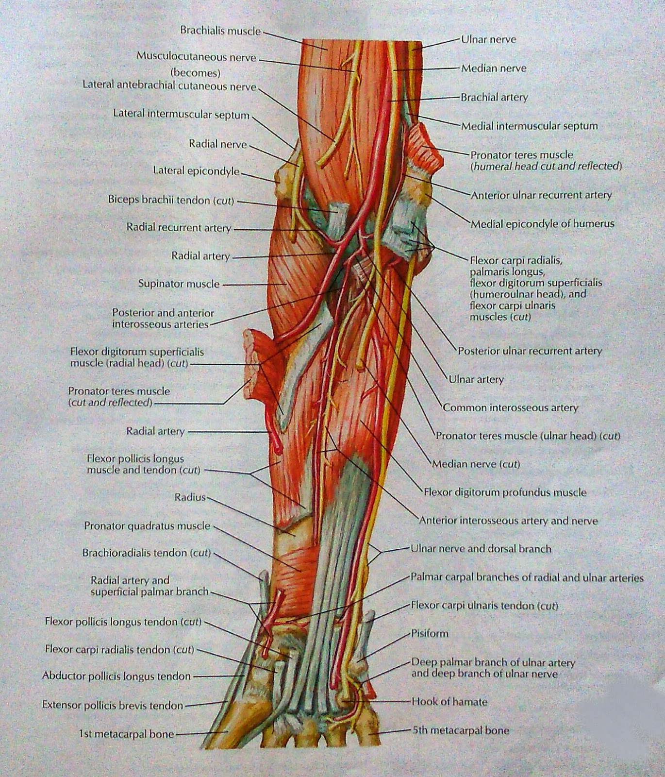 Anatomy Of Forearm Muscles Anterior View Middle In 2020 Forearm ...
