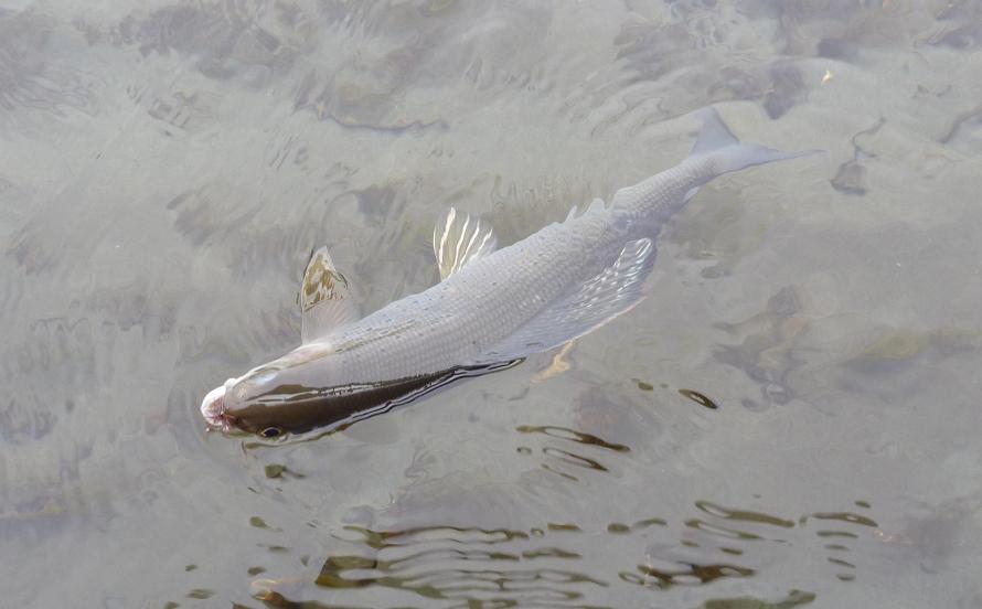 beo-fishing