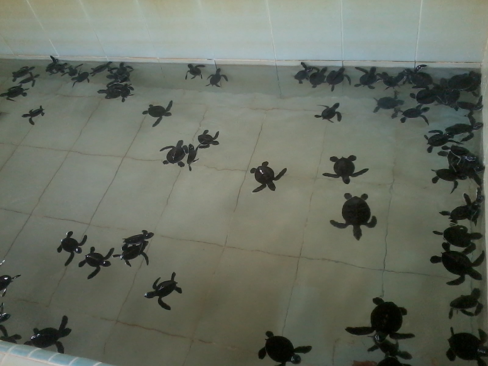 Catatan Eija: Pusat Konservasi dan Penerangan Penyu Segari, Perak