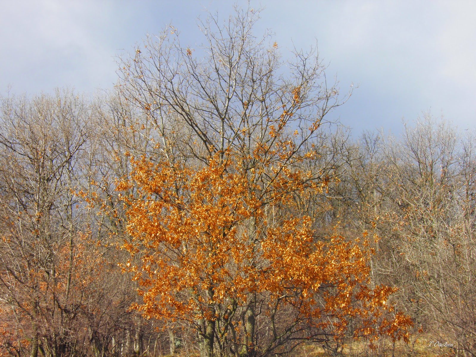 PASARI DIN ROMANIA: ULIU PORUMBAR (ULIUL GAINILOR), Accipiter gentilis