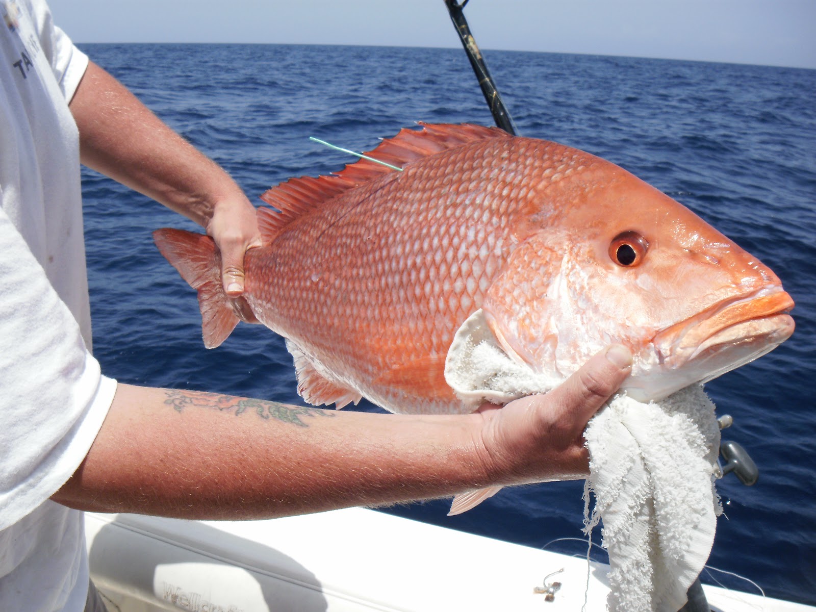 Deep Sea Fishing (with pics) ~ When 140 Characters Just Doesn't Cut It...