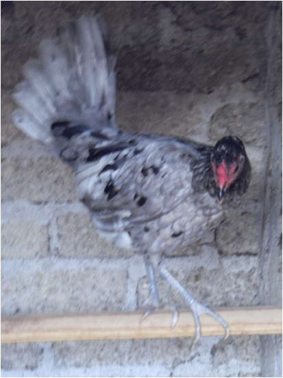 JI GALLOS: Gallo Cenizo (Miner Blue)