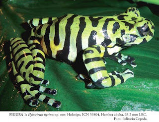 Species New to Science: [Herpetology • 2008] Hyloscirtus tigrinus • A ...