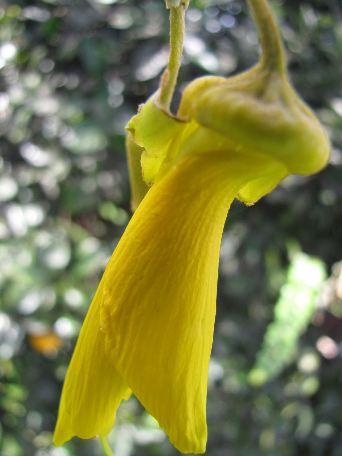 Bees in the Antipodes