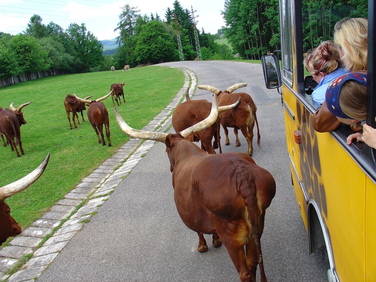 Podróżowanie jest proste: Zoo Safari w Dvur Kralowe