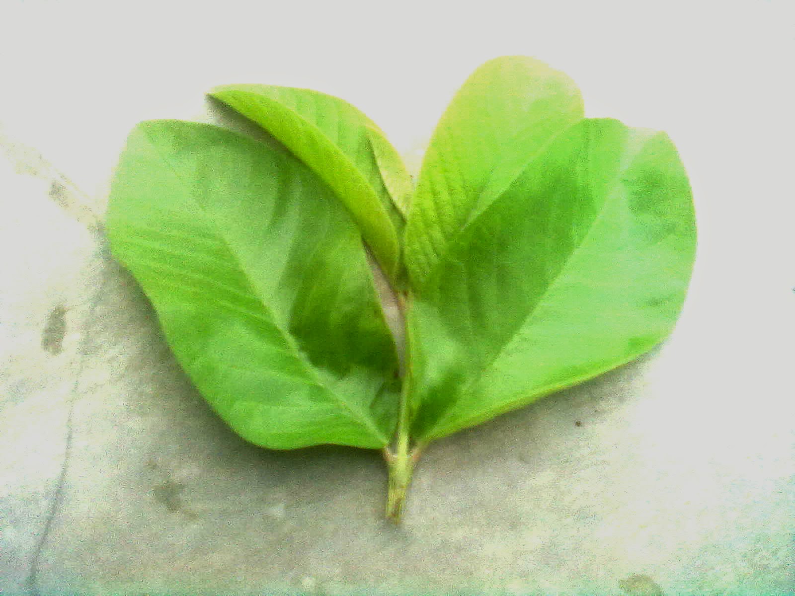 Share info sehat: Daun herbal Jambu biji dan manfaatnya