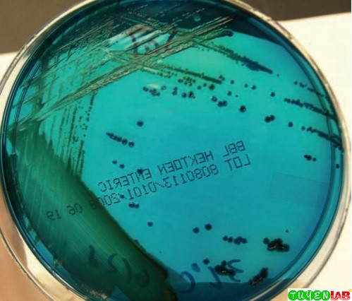 [Microbiology] Atlas of Enterobacteriaceae | Free Medical Atlas