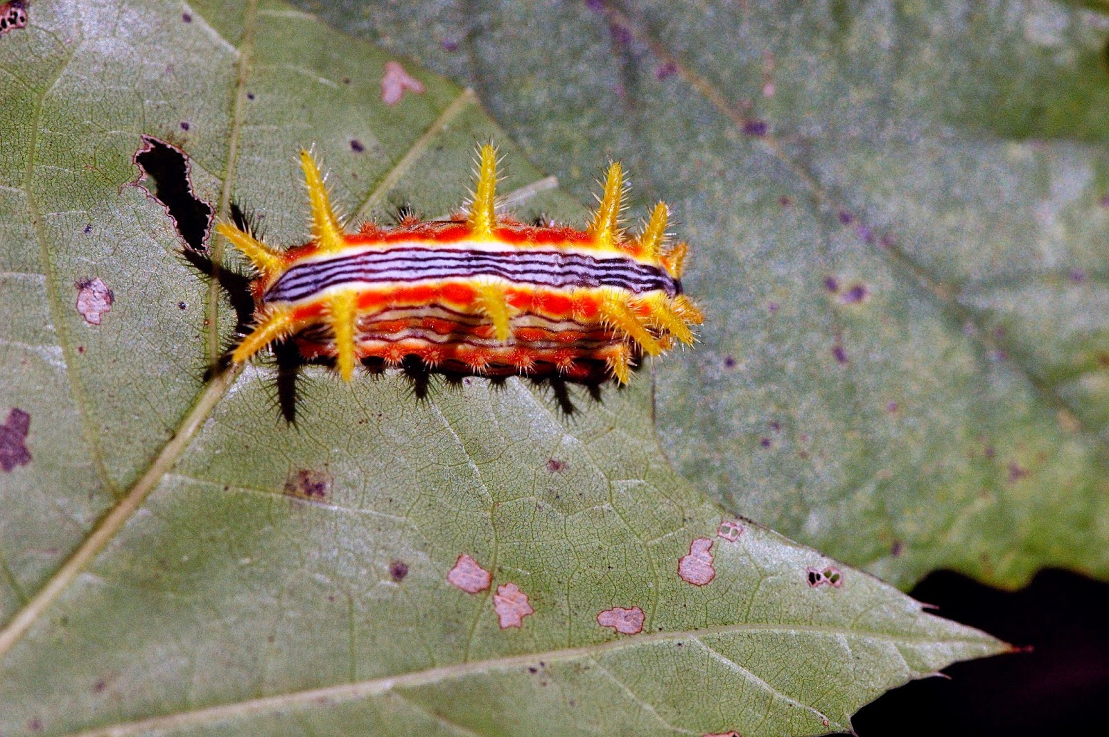Field Biology in Southeastern Ohio: Stinging Slug Caterpillars, OUCH!!