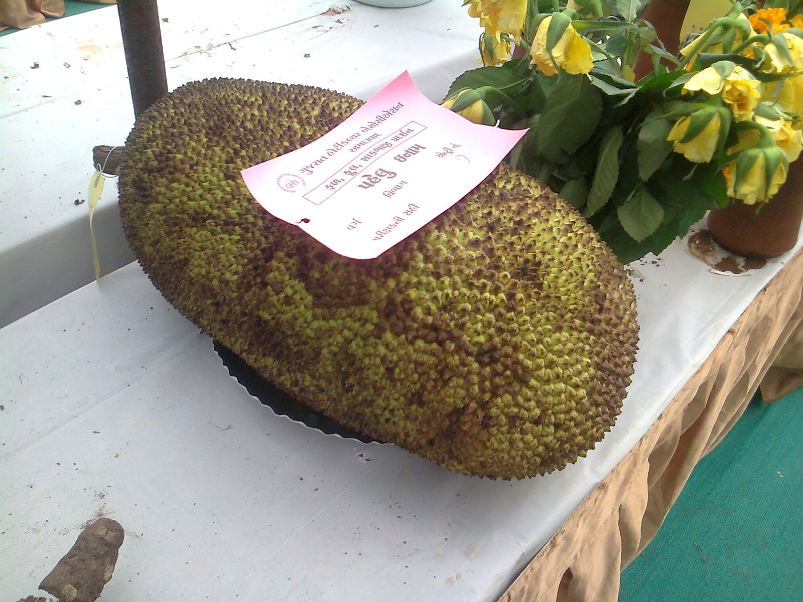 flower, fruit & vegitable horticulture exhibition 2013 - Green Ahmedabad: