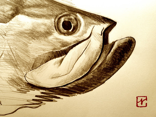 Angling Addict: Sketch: Tarpon Study
