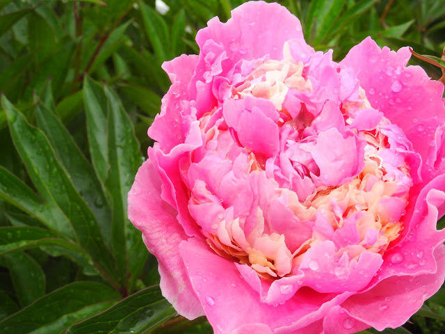 Peony Parade! — The Yellow Spectacles