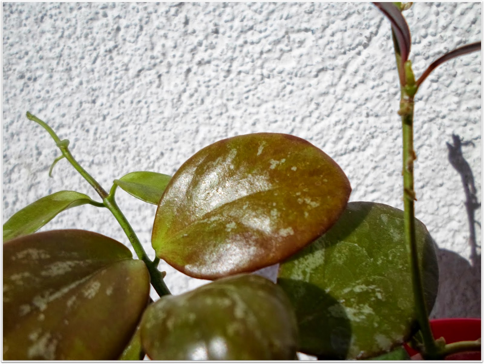 Moje hoye: Hoya biakensis