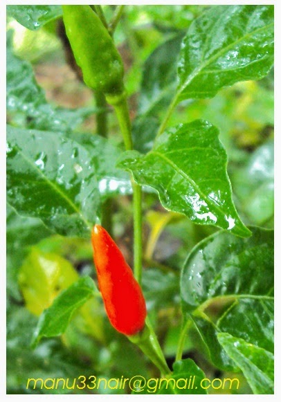 papanasini: KANTHARI MULAKU (Capsicum frutescences)