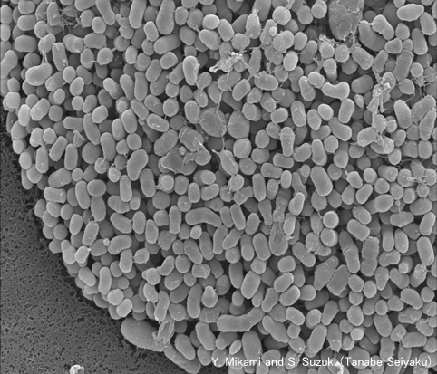 The Cosmetic Catastrophe