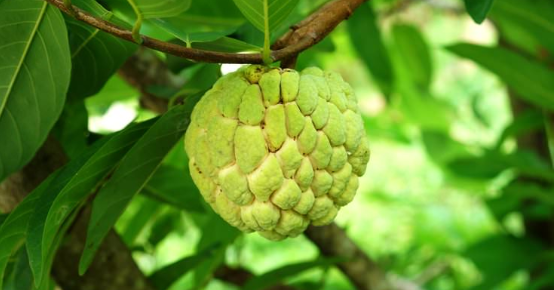 Sharifa Fruit ~ My Hobby