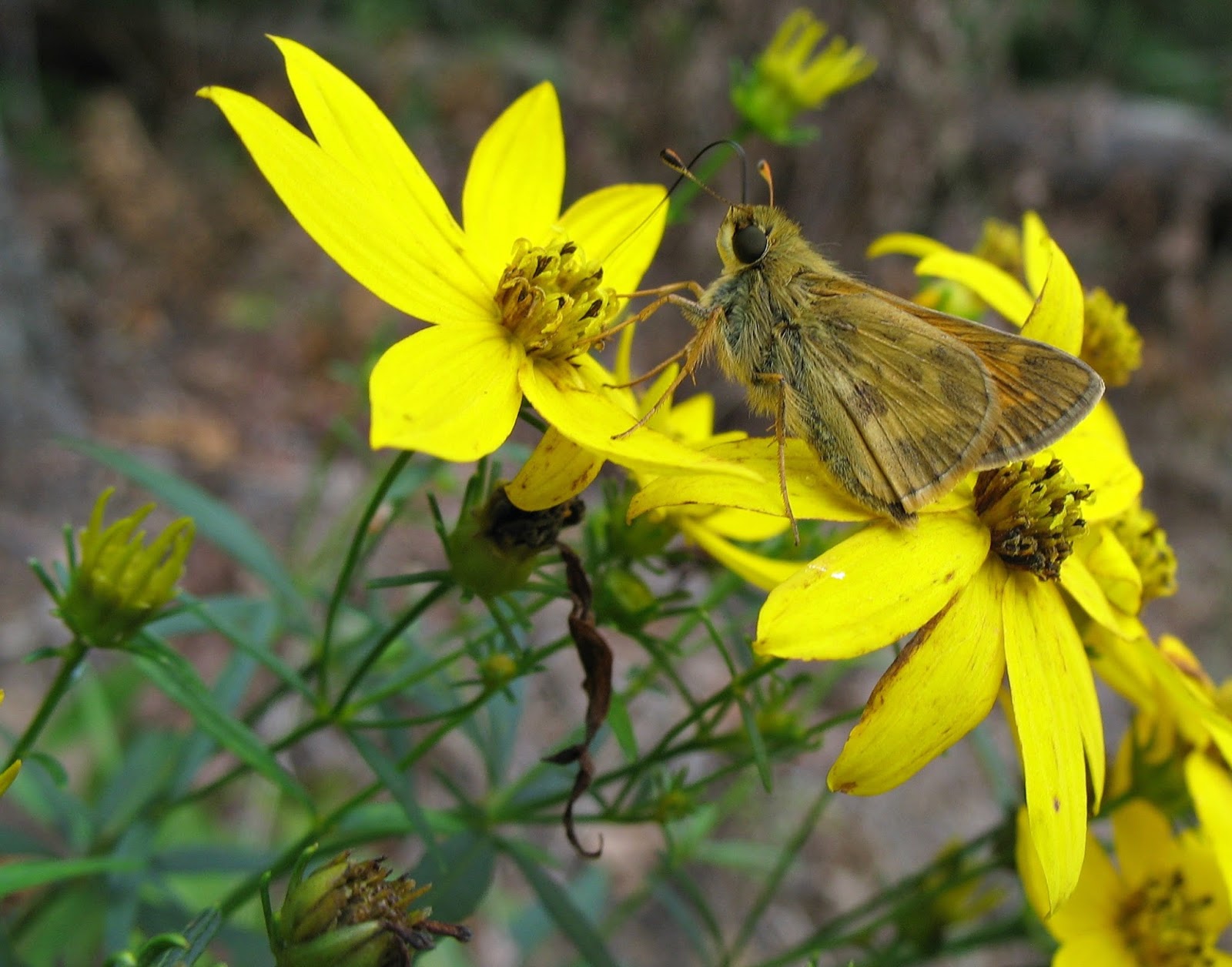 Using Georgia Native Plants: Coreopsis in the Garden