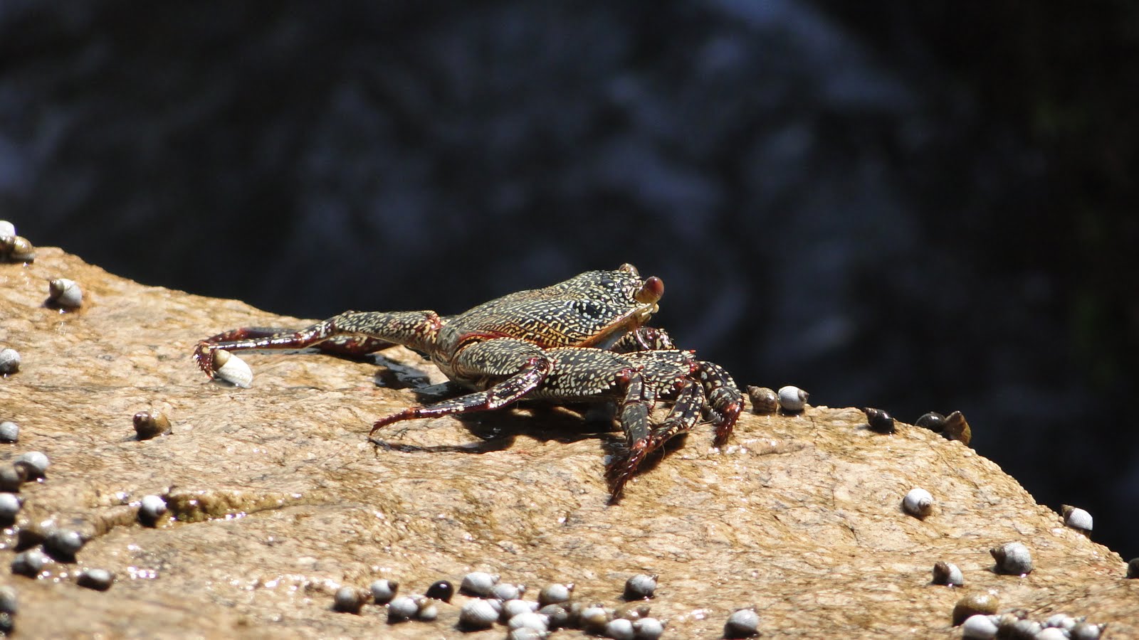 Flora y Fauna de Baja California Sur