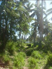 Tongan Tropical Moist Forests: Forest Cover