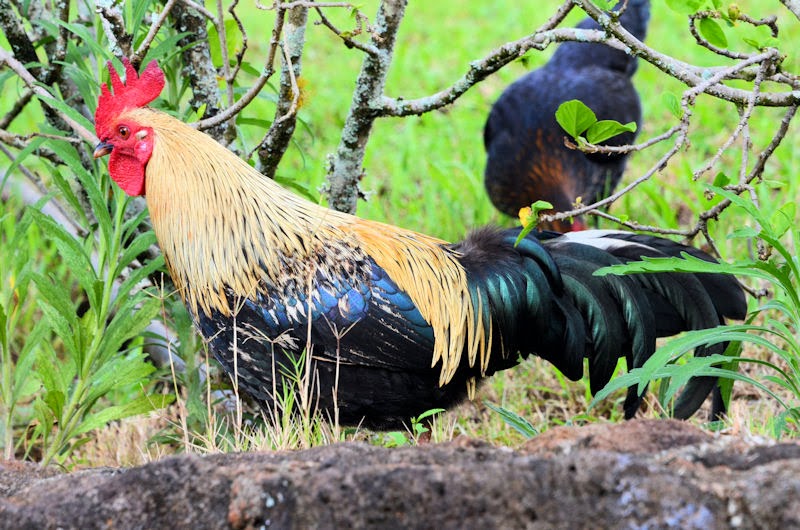 The Wayward Hawaiian: Wild Roosters at Dole