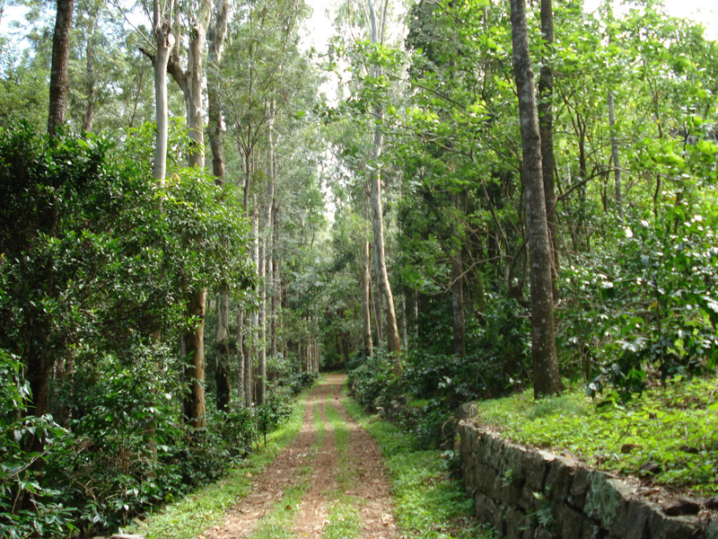 Tamilnadu Tourism: Kottachedu Teak Forest, Yercaud