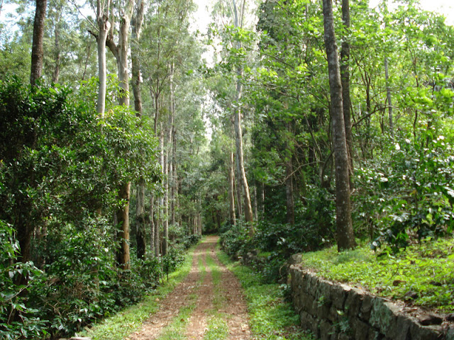Tamilnadu Tourism: Kottachedu Teak Forest, Yercaud
