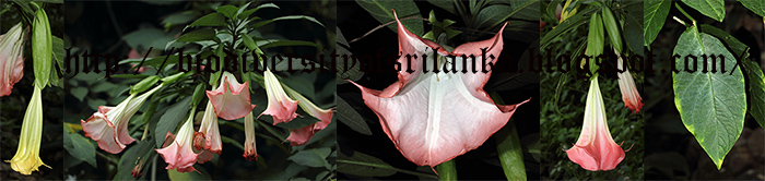 Biodiversity of Sri Lanka: රට අත්තන/තුම්බෝ අත්තන[Rata Attana/Tumbo ...