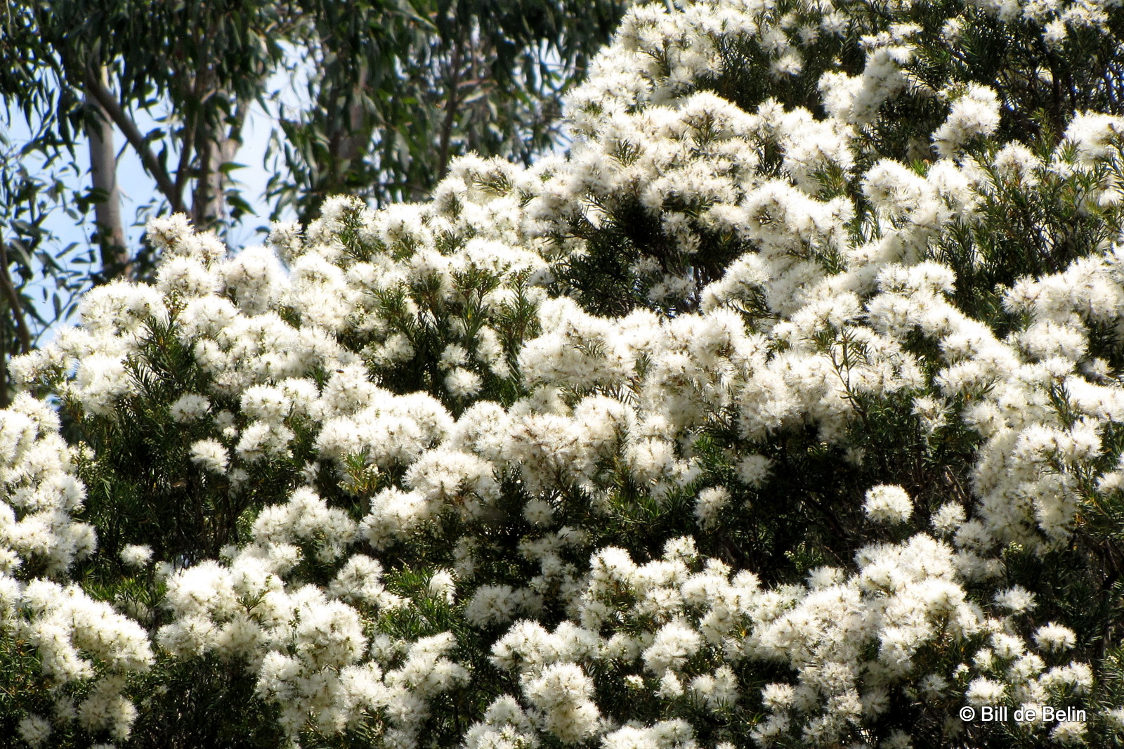Sydney's Wildflowers and Native Plants: Melaleuca linariifolia - Flax ...