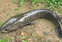 FREE SPACE: BACKWATER FISH IN KERALA