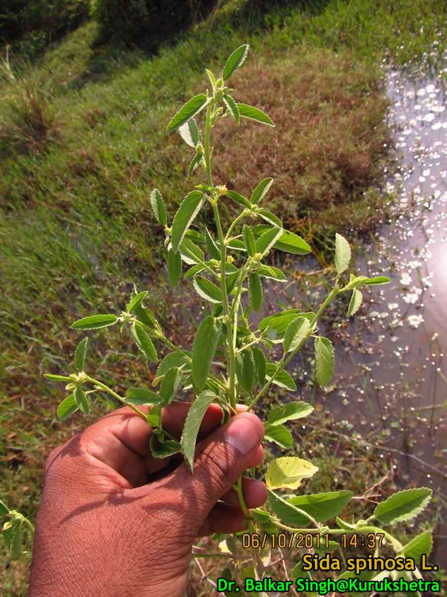 Medicinal Plants: Sida spinosa