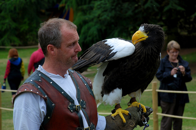 Pigargo Gigante o pigargo de Steller (Haliaeetus pelagicus)