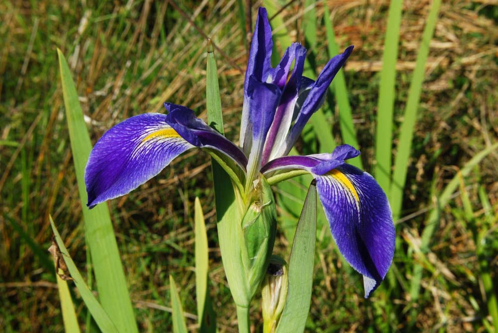 Space Coast Wildflowers: Tosohatchee WMA, March 26, 2011