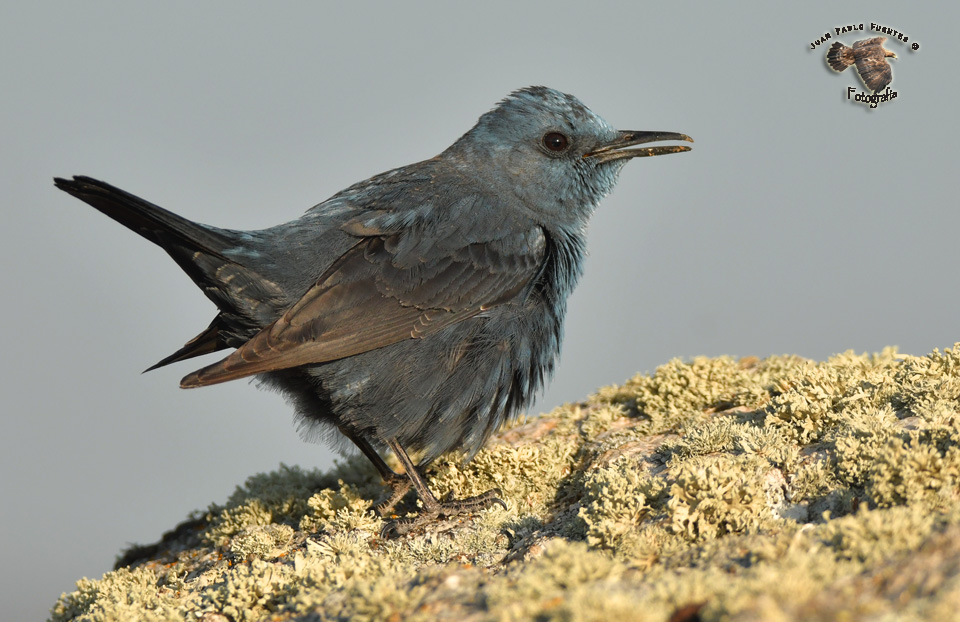 Fotografia de naturaleza de Juan Pablo Fuentes Serrano: Fotografiando ...