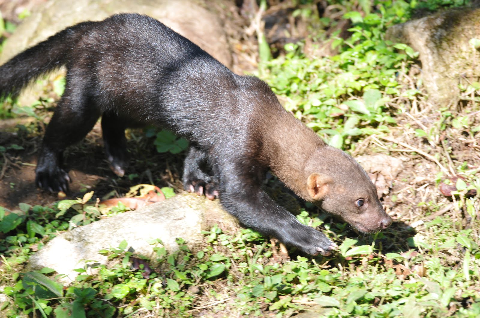 Tayra (Eira barbara) | Foresta Amazzonica