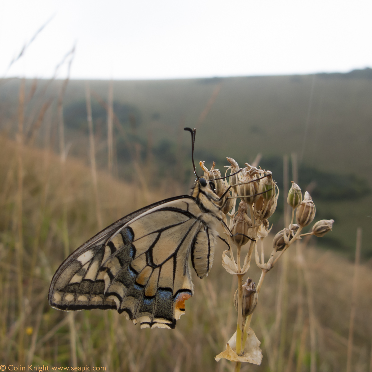 Postcards from Sussex: European Swallowtail in East Sussex