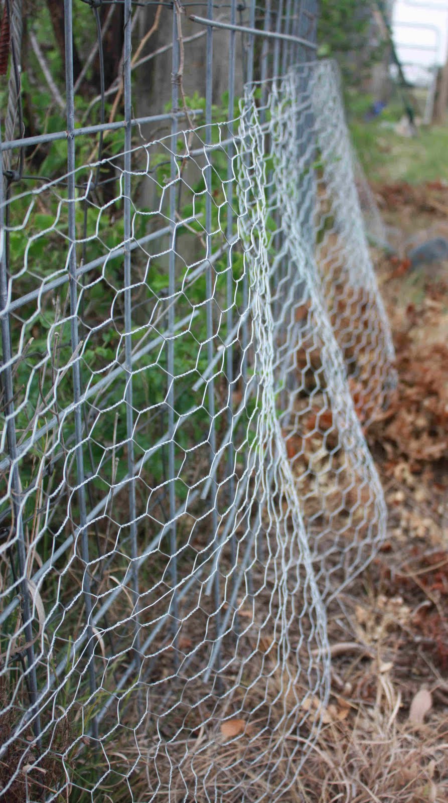 Musings from the Texas Hill Country