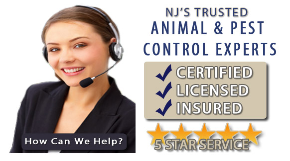 Alco Pest Control: 24 Hour Pest Control in NJ